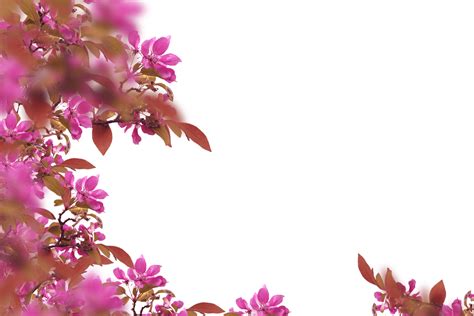 Фотошоп яблоня фотошоп ПНГ на Прозрачном Фоне • Скачать Png Фотошоп яблоня фотошоп