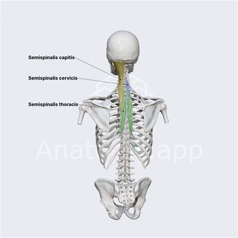 Semispinalis Muscles Anatomyapp