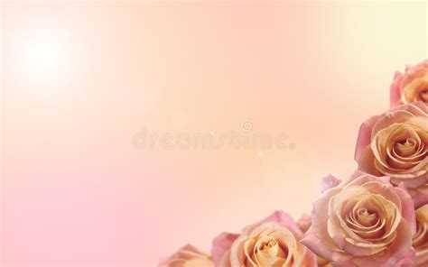 与玫瑰色花的新软的颜色背景 背景看板卡问候页模板通用万维网婚礼 库存图片 图片 包括有 丰富的 工厂 88324383