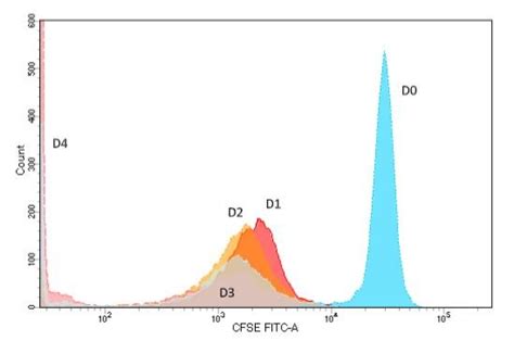 CFSE Proliferaton Analysis In BD DIVA Software ResearchGate