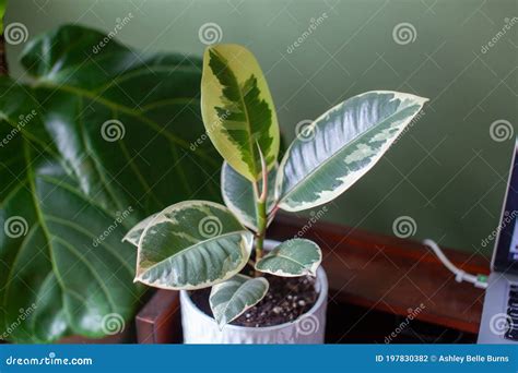 A Small Varigated Rubber Tree Ficus Elastica Variegata Stock Image