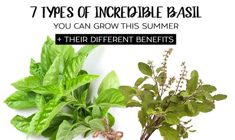 7 Types Of Incredible Basil You Can Grow Their Different Benefits