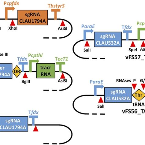 Schematic Of The Grna Expression Cassettes Of Different Multiplex Download Scientific Diagram