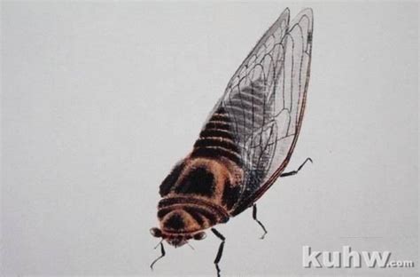 齐白石画蝉 酷画网