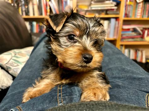 Yorkshire Coding Assistant Thoughtful Dane
