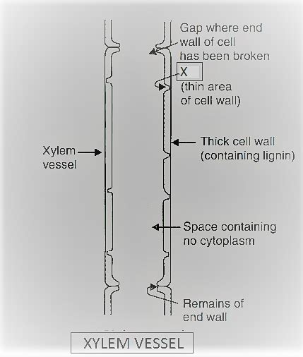 Draw A Labelled Diagram Of I A Xylem Vessel And Ii A