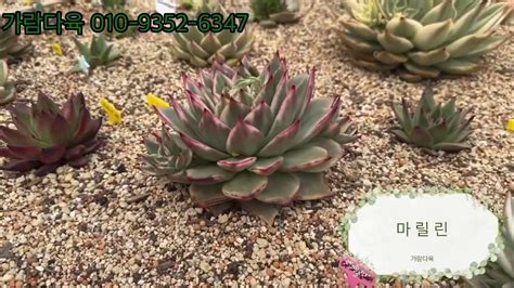 예쁜 금다육 Youtube