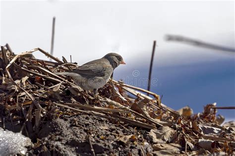 The Dark Eyed Junco Junco Hyemalis In Winter Forest Stock Image