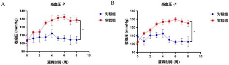 一种高血压小鼠模型及其构建方法和应用