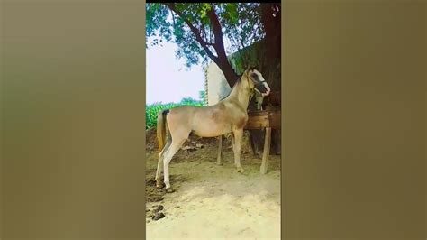 گوڑا شیر دل Youtube