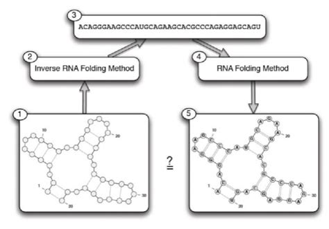 Figure From Multiobjective Computational RNA Design Using Chemical Reaction Optimization