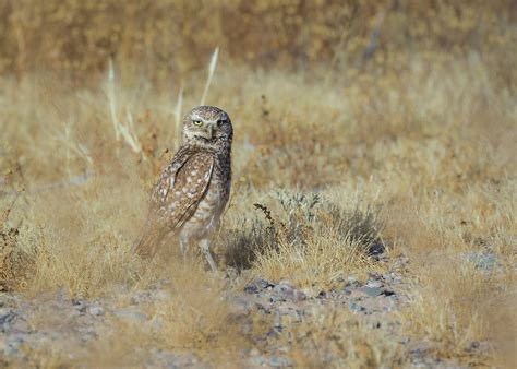Burrowing Owl Hunting For Food Photograph By Rosemary Woods Desert