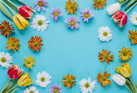 Разноцветные хризантемы и тюльпаны на голубом фоне обои для рабочего