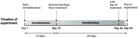 Timeline Of The Experiment Download Scientific Diagram