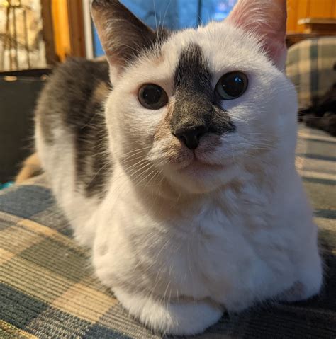 Kiwi With Her Feetsies Curled Right Up R Curledfeetsies
