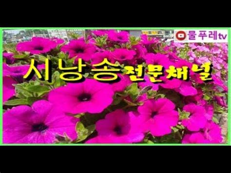직소포에 들다 천양희 시낭송 물푸레 YouTube