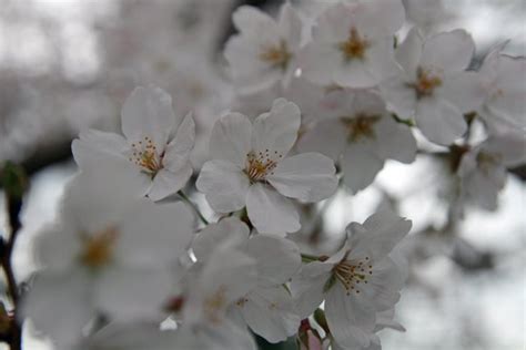 『さくら』 アレックスの足跡