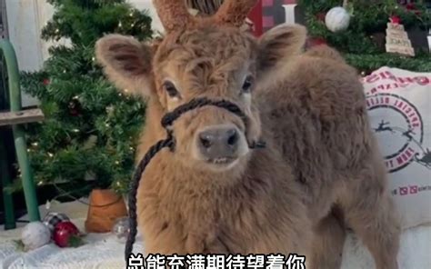 苏格兰高地牛，是牛牛界的非主流。 萌宠图鉴堂pet 萌宠图鉴堂pet 哔哩哔哩视频