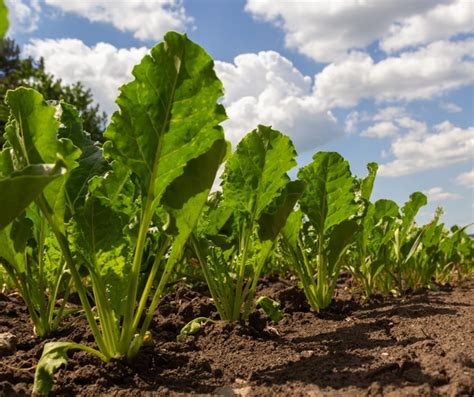 Premium Sugar Beet Alcohol And Its Uses Nedstar
