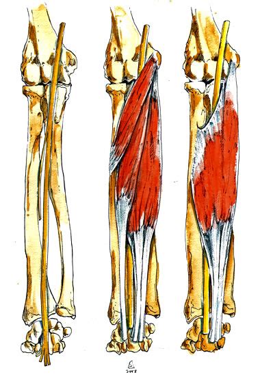 Median Nerve In Forearm 550 Mr Donald Sammut FRCS FRCS Plast
