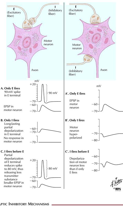 Inhibitory Synapses Modulate Neuronal Activity Illustrated