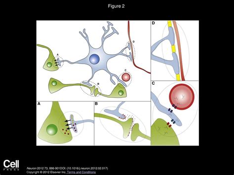 Intercellular Mis Communication In Neurodegenerative Disease Ppt
