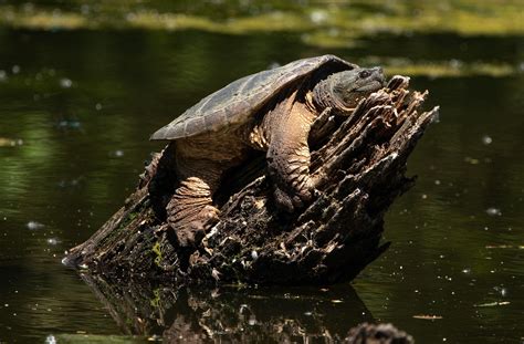 4000 Free Snapping Turtles And Turtle Images Pixabay