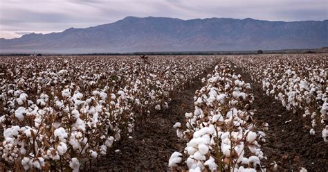 What Is Pima Cotton Towels Edition