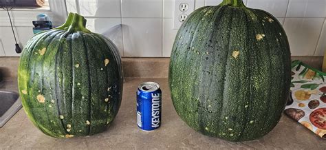Difference Between Pumpkin And Squash And Zucchini General Pumpkin