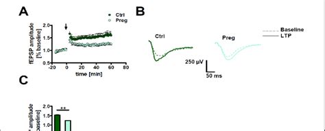 Long Term Potentiation Ltp Of The Evoked Field Excitatory Download Scientific Diagram