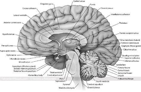 Infundibulum Brain Cerebellum