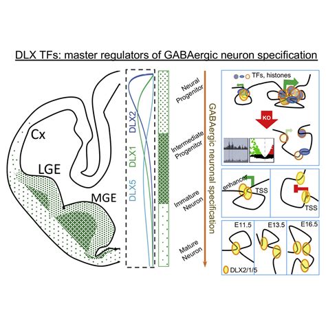 Genomic Resolution Of Dlx Orchestrated Transcriptional Circuits Driving