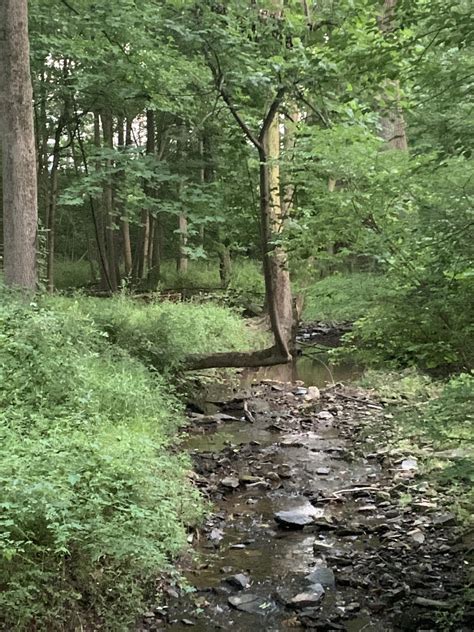 This Tree That Grew In A 90 Degree Angle R Mildlyinteresting
