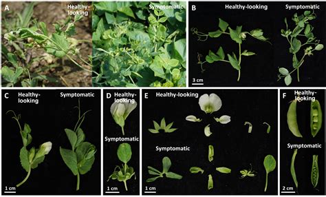 Detection Identification And Molecular Characterization Of The 16srii
