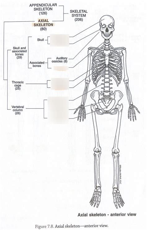 Axial Skeleton Diagram Quizlet