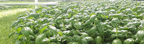 Advantages Green Automation