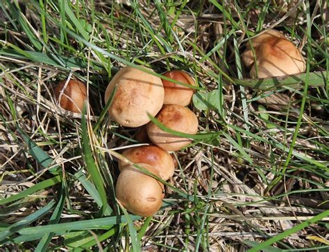 Cogumelos Boleto Fungos Grânulos Foto Gratuita No Pixabay Pixabay