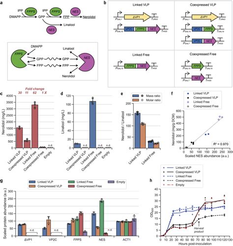 Spatial Organization Of Farnesyl Diphosphate Synthase Fpps And Download Scientific Diagram