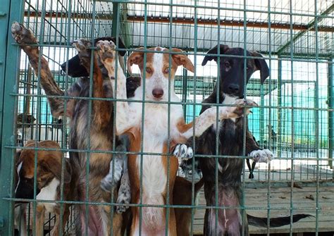 Cele mai prietenoase rase de câini