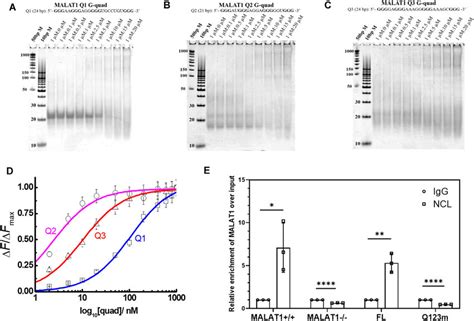 Ncl Directly Binds To Malat1 G Quadruplex Structures In Vitro And Is A