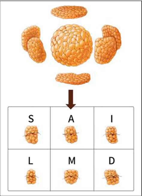 Figure 1 From The Effect Of Lumpectomy And Cavity Shave Margin Status On Recurrence And Survival