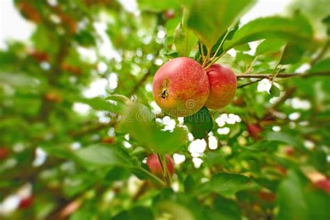 Nature Agriculture And Trees With Apples In Orchard For Growth Sustainability Farming Or