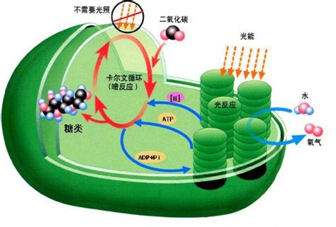 小微藻大健康 搜狐大视野 搜狐新闻