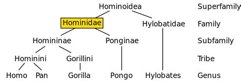 Difference Between Hominid And Hominin Definition Apes Features