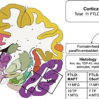 Schematic Overview Of The Study Design Formalinfixed Download Scientific Diagram
