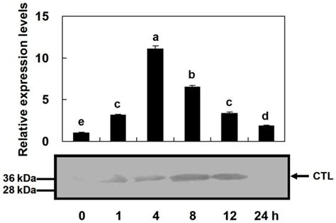 Time Courses Of Host Pr Ctl Transcript Above And Protein Below Download Scientific Diagram