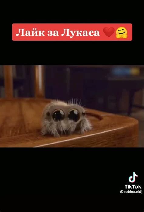 Паучок Лукас - YouTube