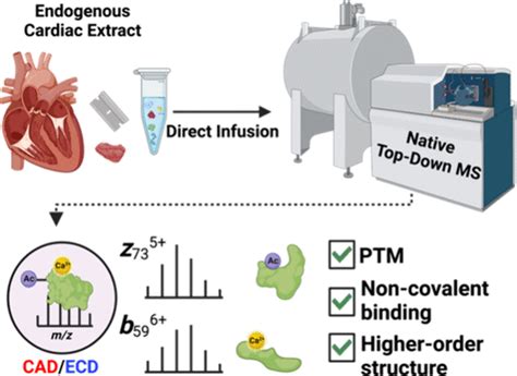 Native Top Down Mass Spectrometry For Characterizing Sarcomeric Proteins Directly From Cardiac