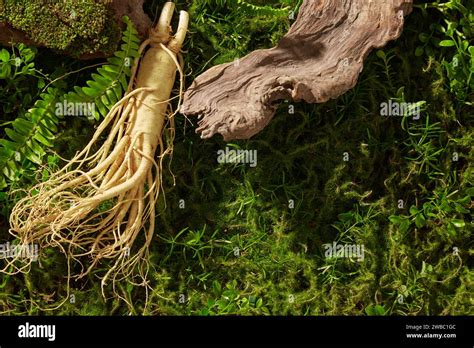 Ginseng Root On A Green Moss Background With Dry Twig And Leaves Empty