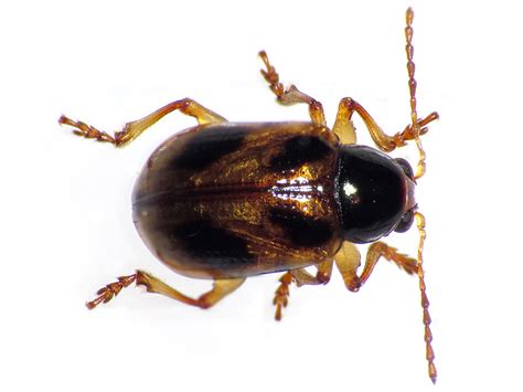 About Strawberry Rootworm Maryland Biodiversity Project